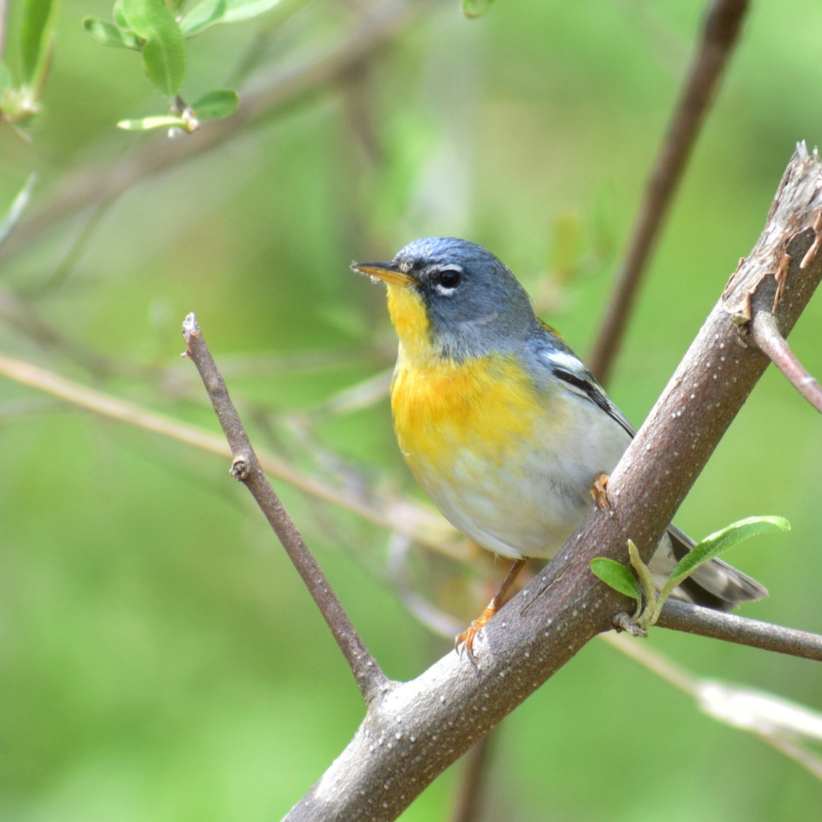 This is where to watch the spring bird migration - Cottage Life