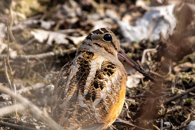 Wild Profile: Meet the American woodcock - Cottage Life