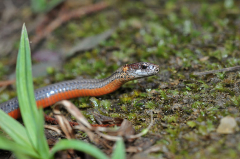 Wild Profile: Meet the red-bellied snake - Cottage Life