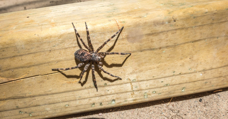 Cottage Q&A: Did we get more dock spiders this year? - Cottage Life