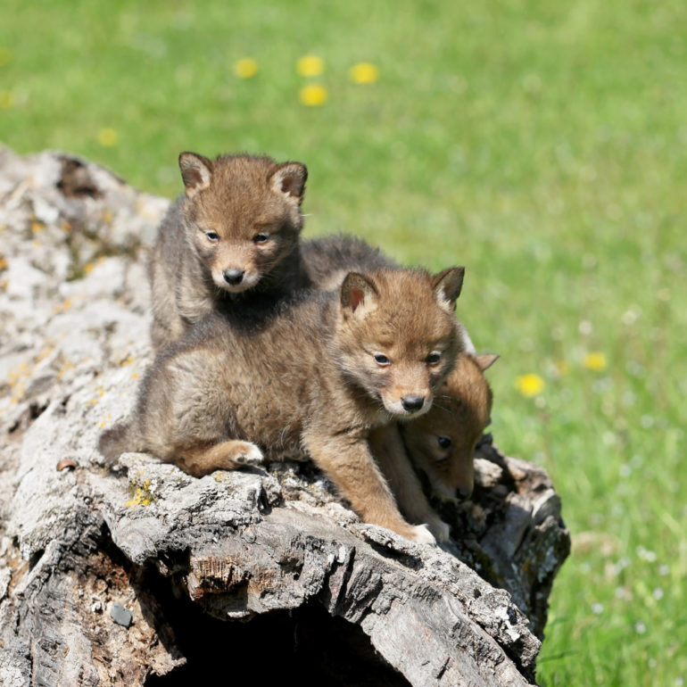 Do you know the names for these 8 baby animals? - Cottage Life