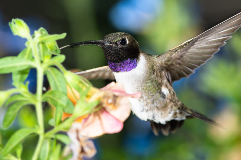 5 species of hummingbirds you can spot in Canada - Cottage Life