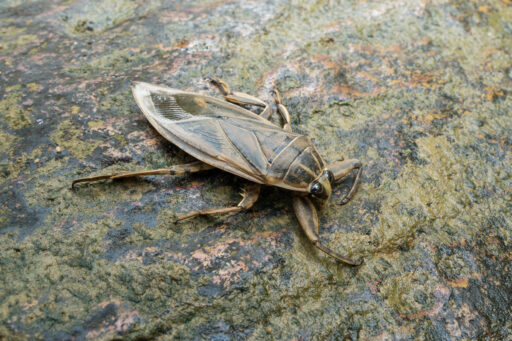 Meet the giant water bug - Cottage Life