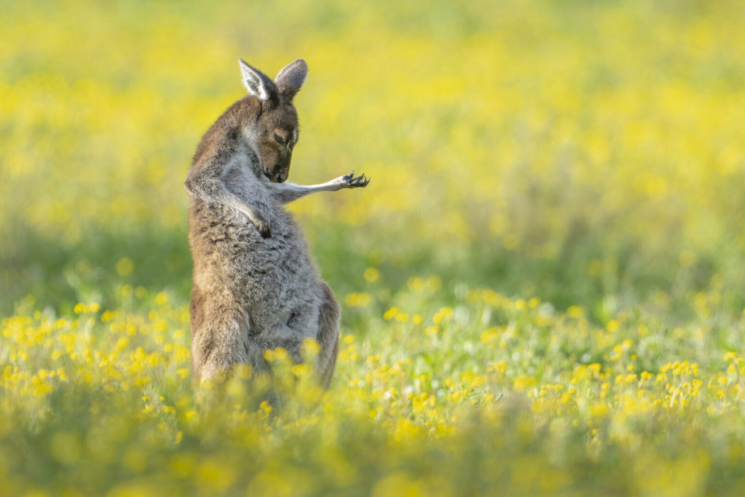 Air guitar-playing kangaroos and angry owls among Comedy Wildlife ...