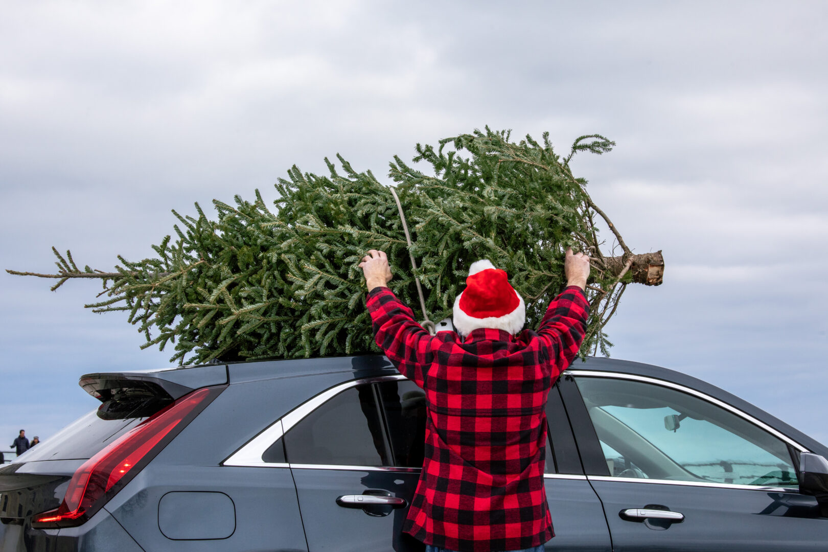 Tips for first-time real Christmas tree owners - Cottage Life