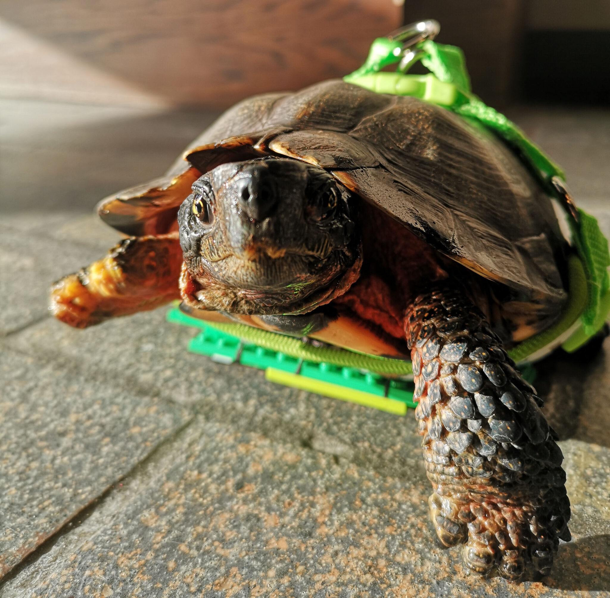 Meet Root, the wood turtle with a mobility aid made from Lego - Cottage ...